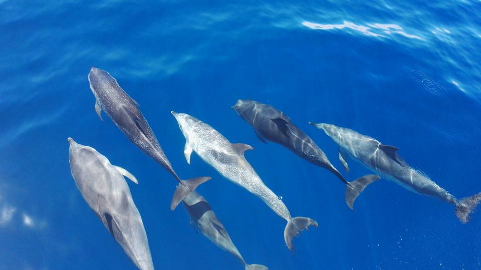 Come with us to visit the dolphins in their natural habitat! - TMMS ...